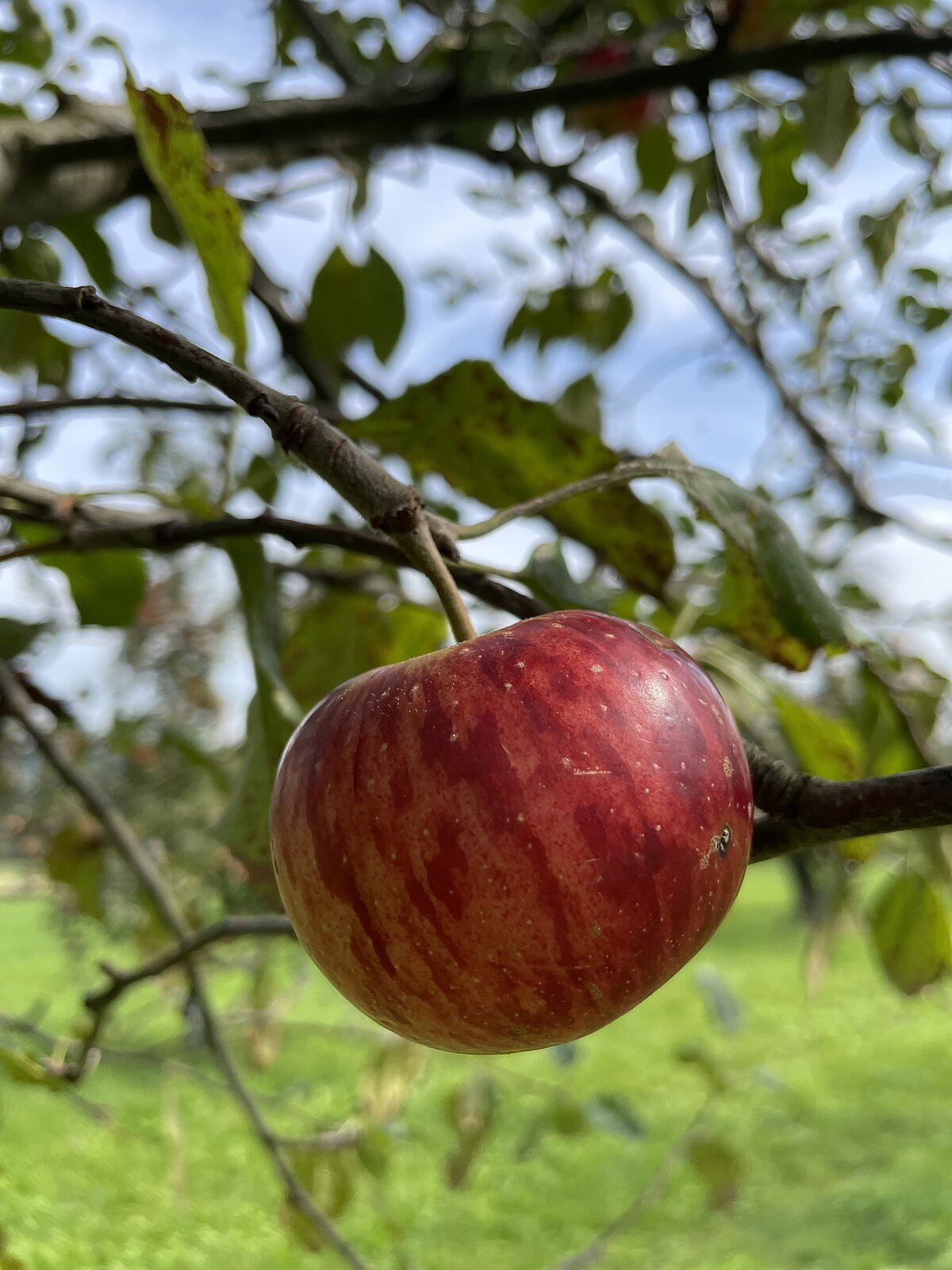 Saftig reifer Apfel - ein Anblick zum Anbeissen - Seetaler Bote